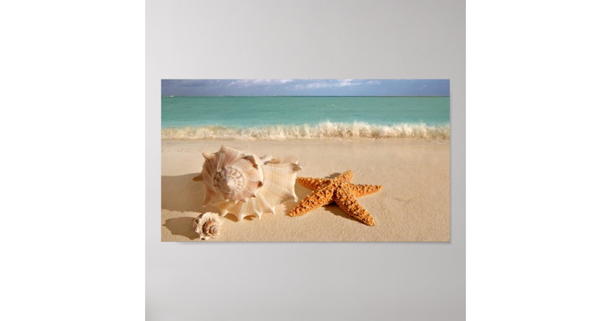 Seashells on the beach poster | Zazzle