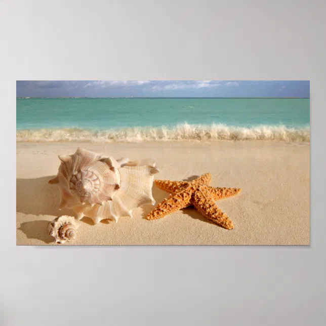 Seashells on the beach poster | Zazzle