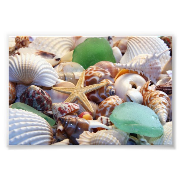 Seashell Posters & Prints | Zazzle