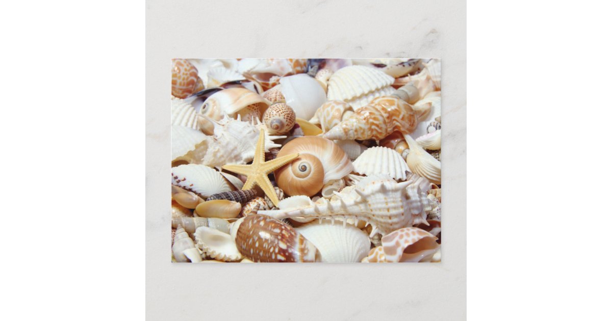 Seashells Postcard | Zazzle
