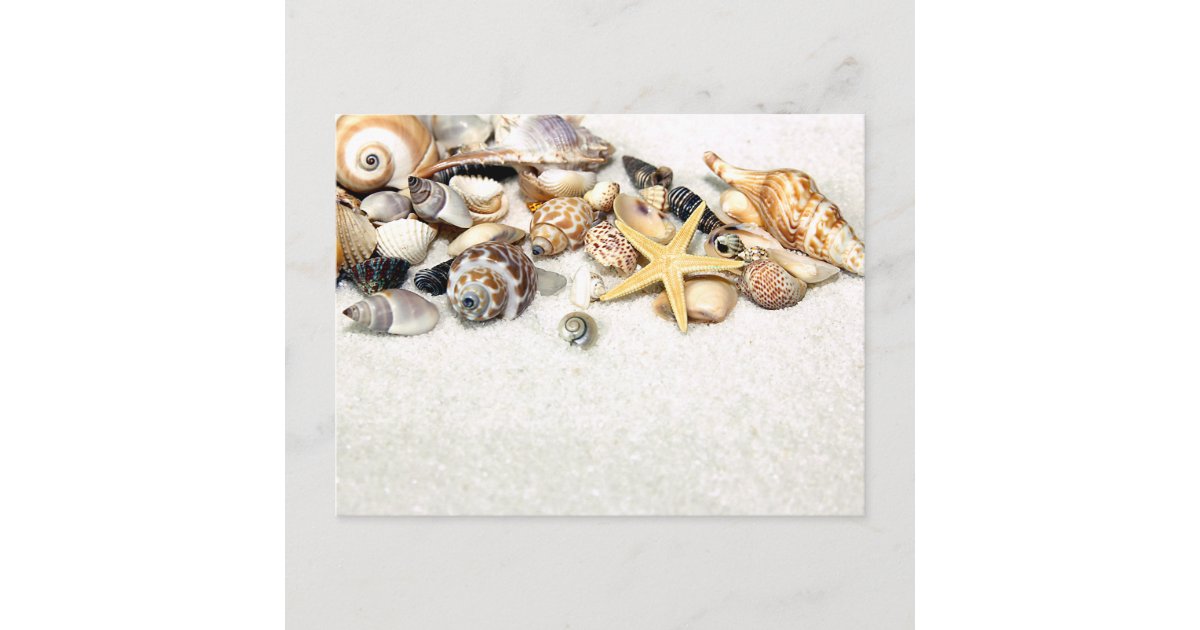 Seashells Postcard | Zazzle
