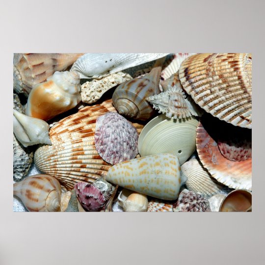 seashells poster | Zazzle.com