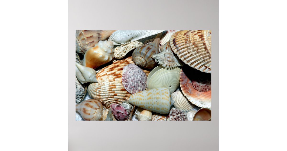seashells poster | Zazzle