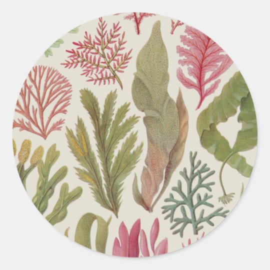 Seaweed Family Classic Round Sticker | Zazzle.com