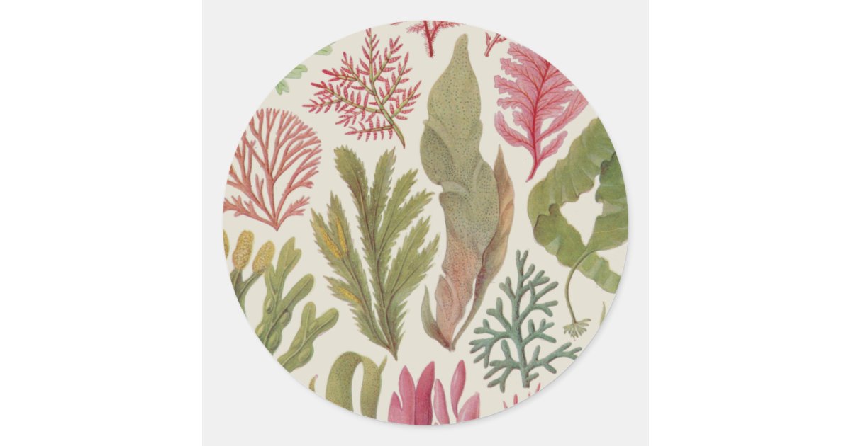 Seaweed Family Classic Round Sticker | Zazzle