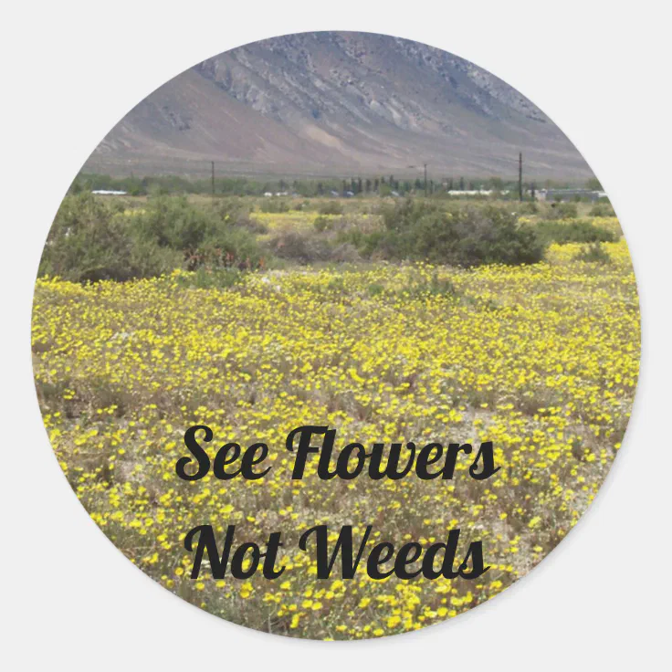 See Flowers Not Weeds Photo of Yellow Wildflowers Classic Round Sticker ...