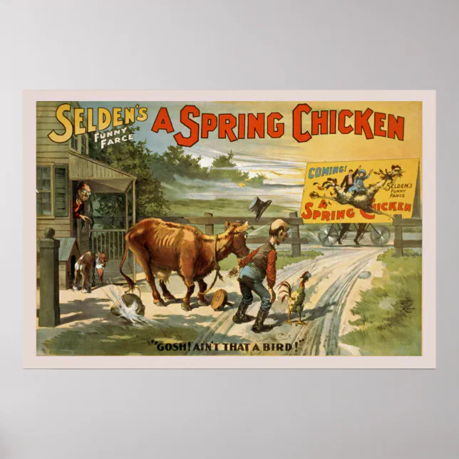 Selden's Funny Farce, A Spring Chicken Poster | Zazzle
