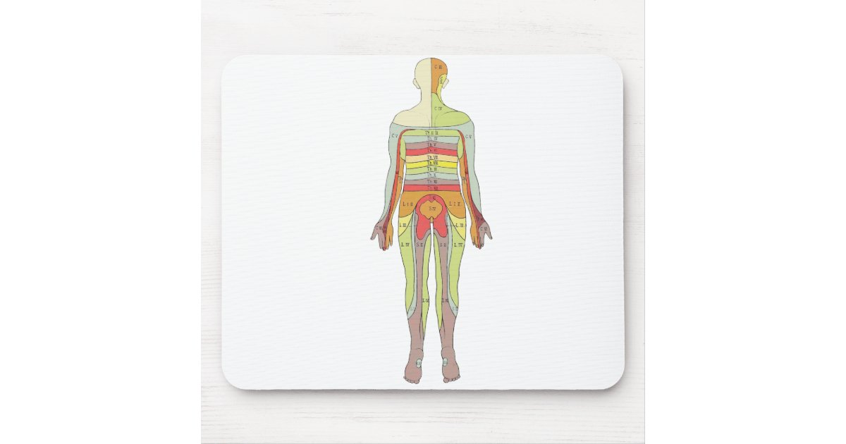 Sensory Dermatomes Neurology Mouse Pad | Zazzle