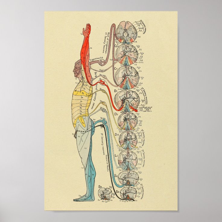 Sensory Innervation Nerves Medical Anatomy Chart | Zazzle