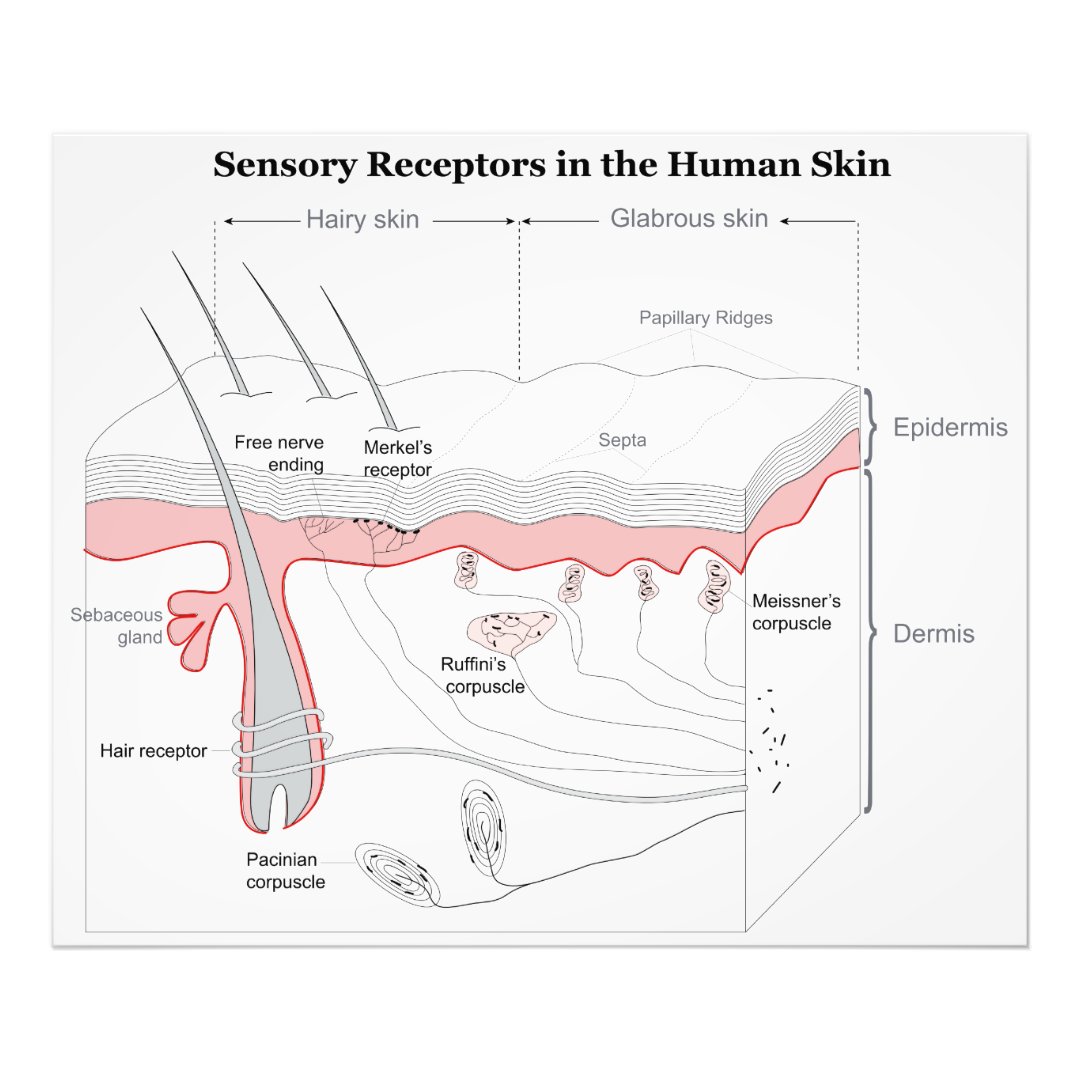 Sensory Receptors in the Human Skin Diagram Photo Print | Zazzle