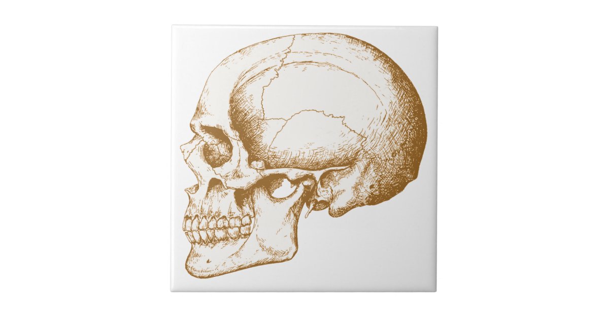 Sepia Human Skull Ceramic Tile | Zazzle