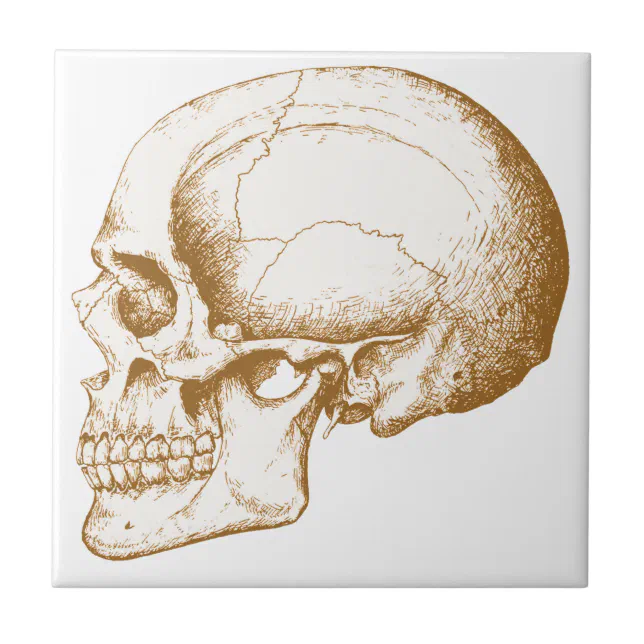 Sepia Human Skull Ceramic Tile | Zazzle