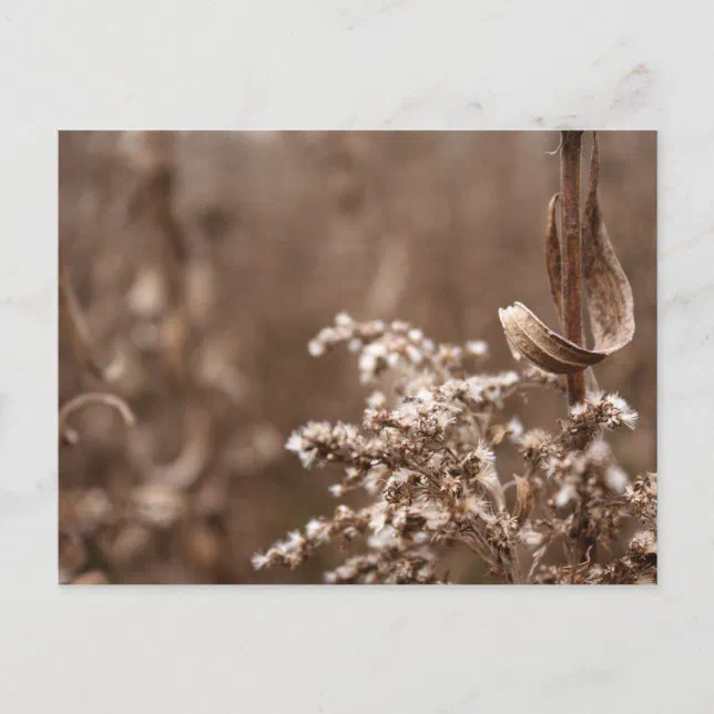 Sepia Tones Postcard | Zazzle