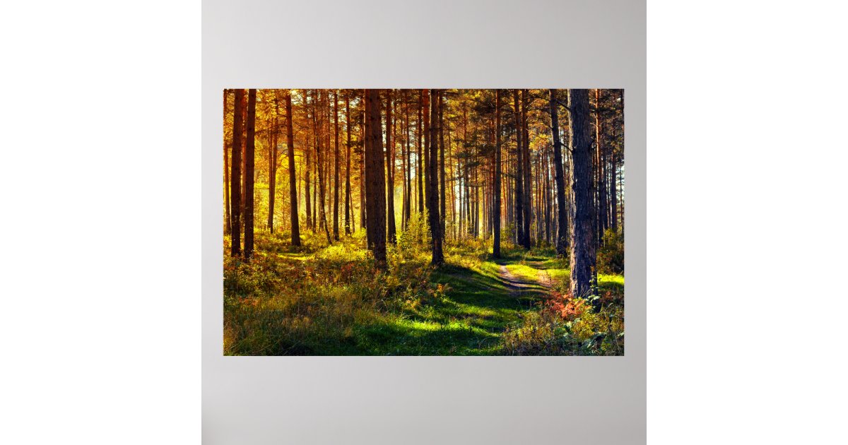 September Forest Poster | Zazzle