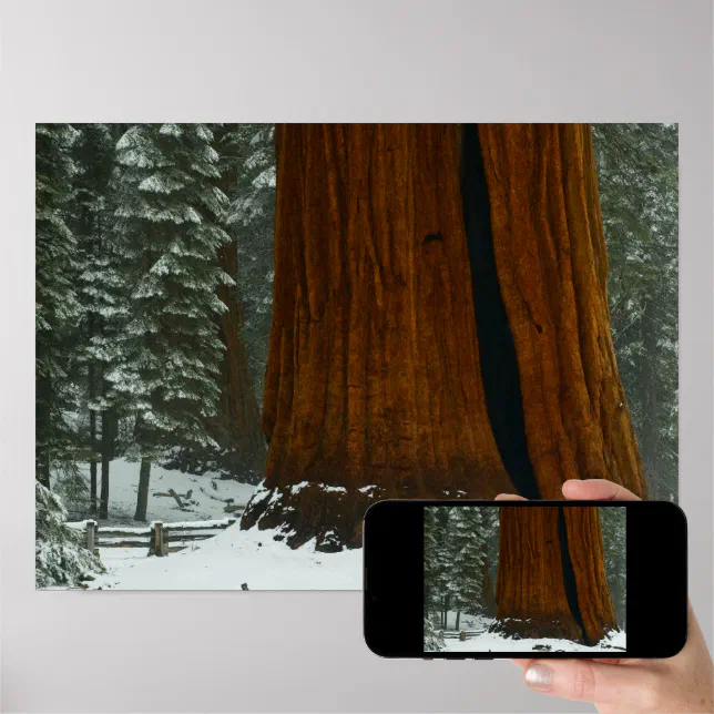 Sequoia Tree Poster | Zazzle