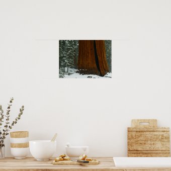 Sequoia Tree Poster | Zazzle