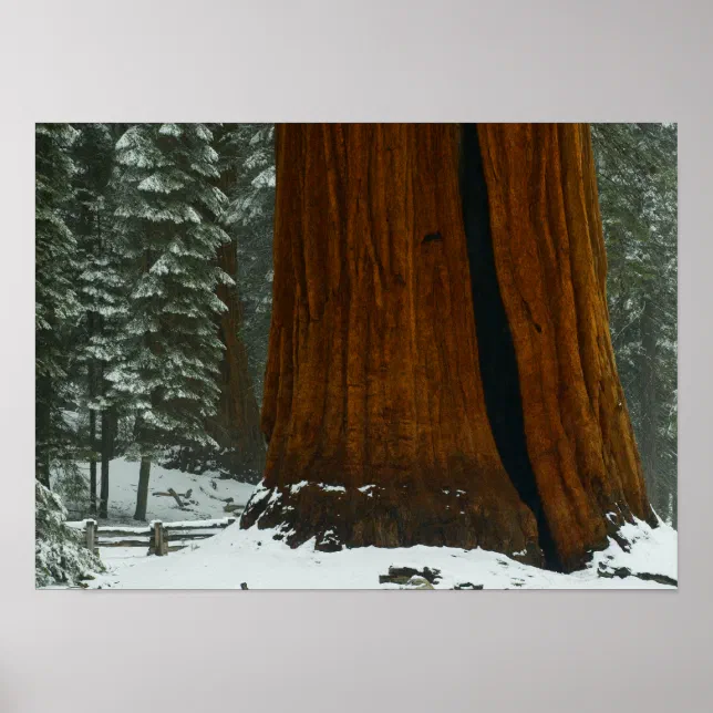 Sequoia Tree Poster | Zazzle