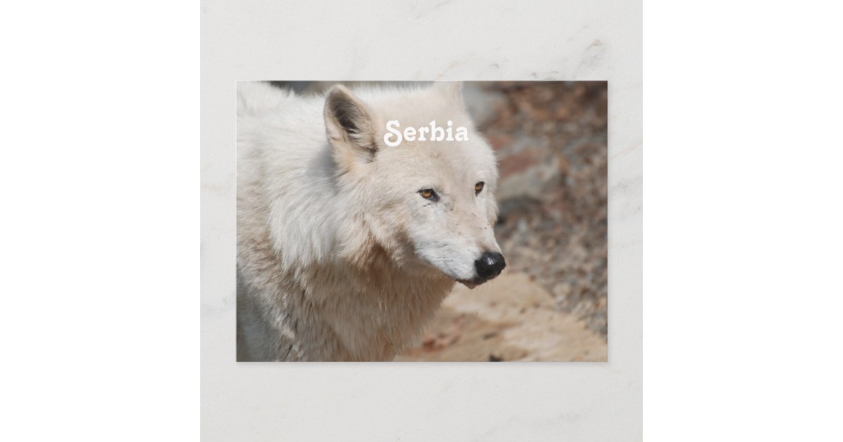 Serbian Wolf Postcard | Zazzle