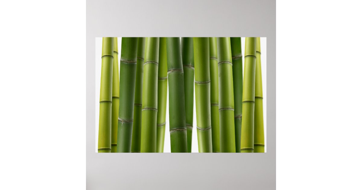Serene Bamboo Poster | Zazzle