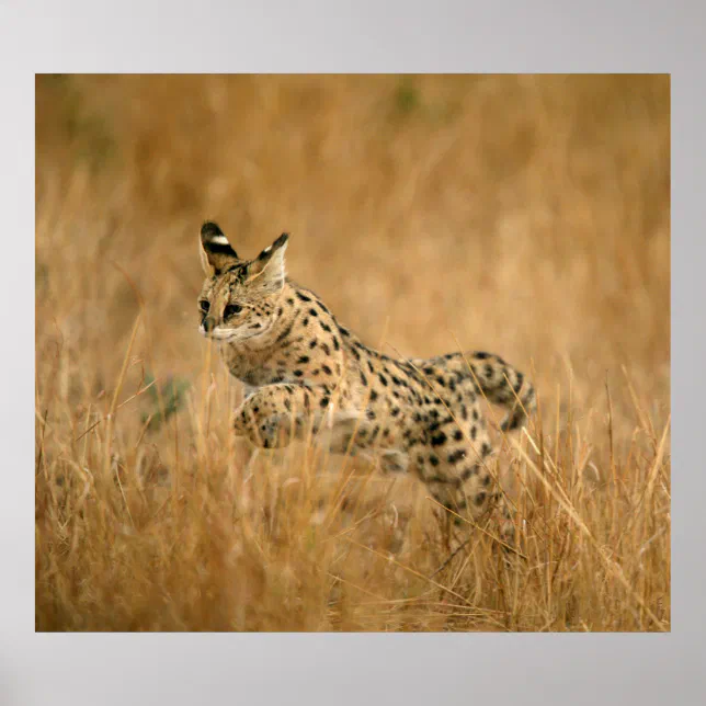 Serval (Leptailurus Serval) Jumping Poster | Zazzle