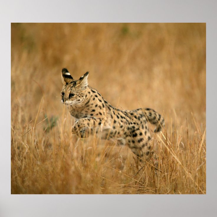 Serval (Leptailurus Serval) Jumping Poster | Zazzle