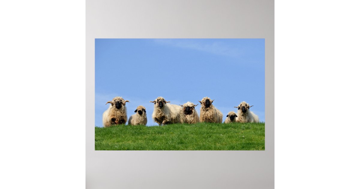 seven curious rasta sheep poster | Zazzle
