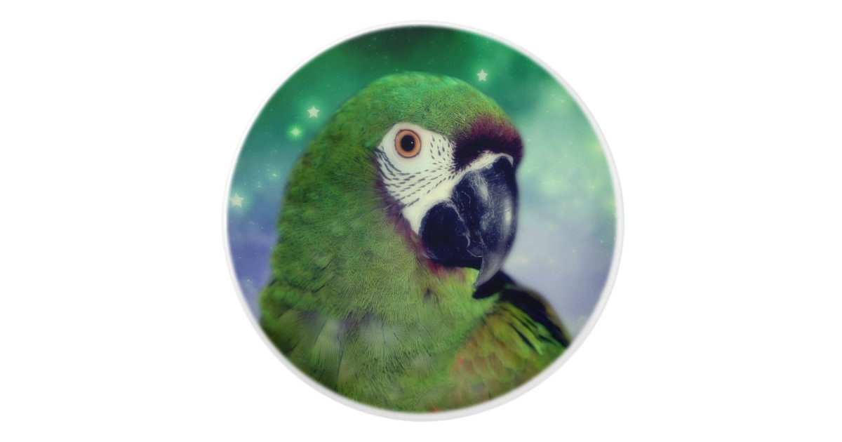 Severe Macaw Parrot Close Up Ceramic Knob | Zazzle