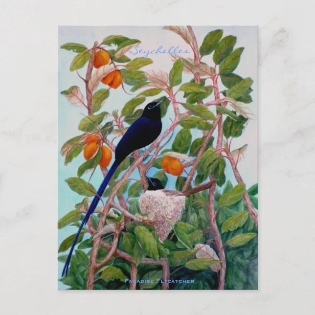 Seychelles Paradise Flycatcher Postcard | Zazzle