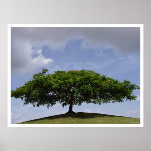 shade poster | Zazzle