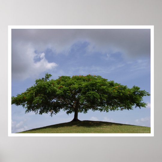 shade poster | Zazzle