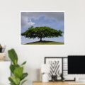 shade poster | Zazzle