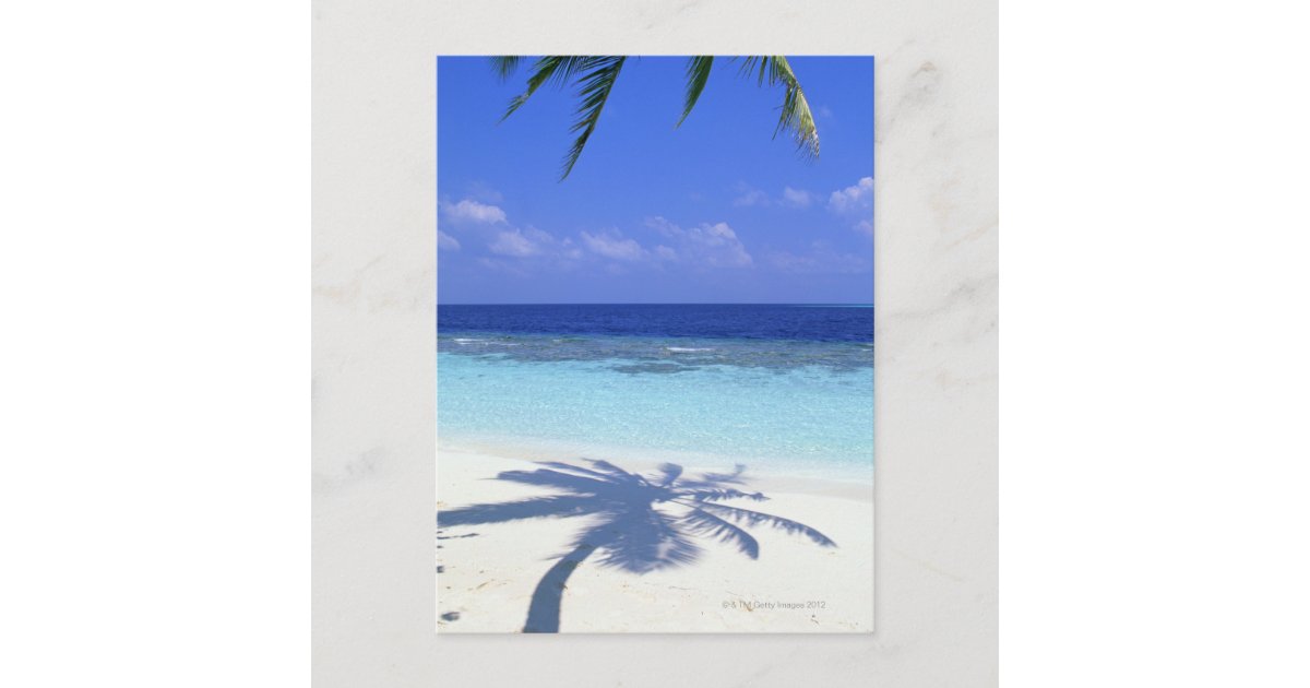 Shadow of Palm Tree Postcard | Zazzle