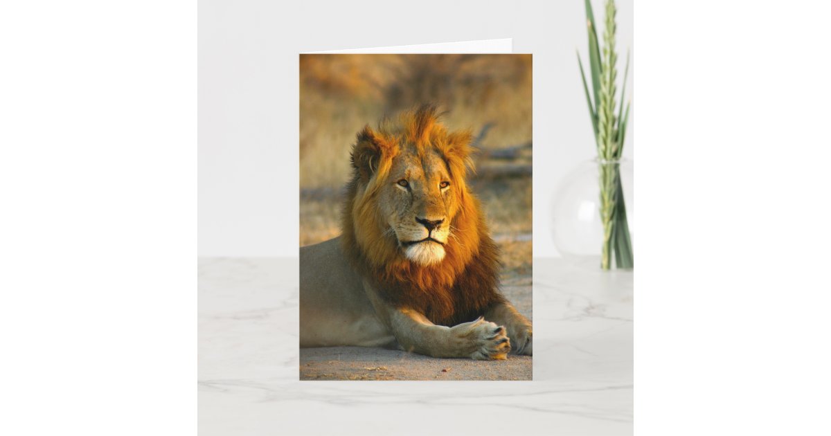 Shaka the Lion at Sunset Card | Zazzle