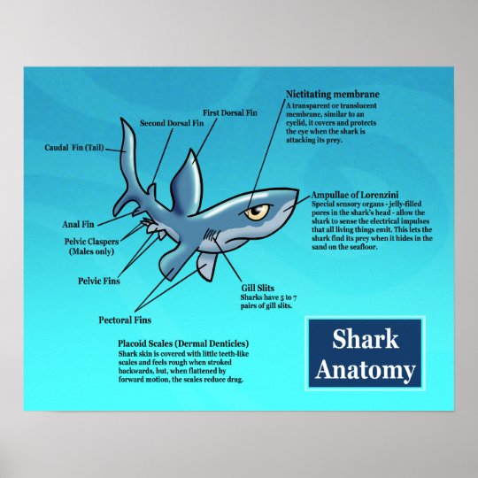 Shark Anatomy Poster | Zazzle.com