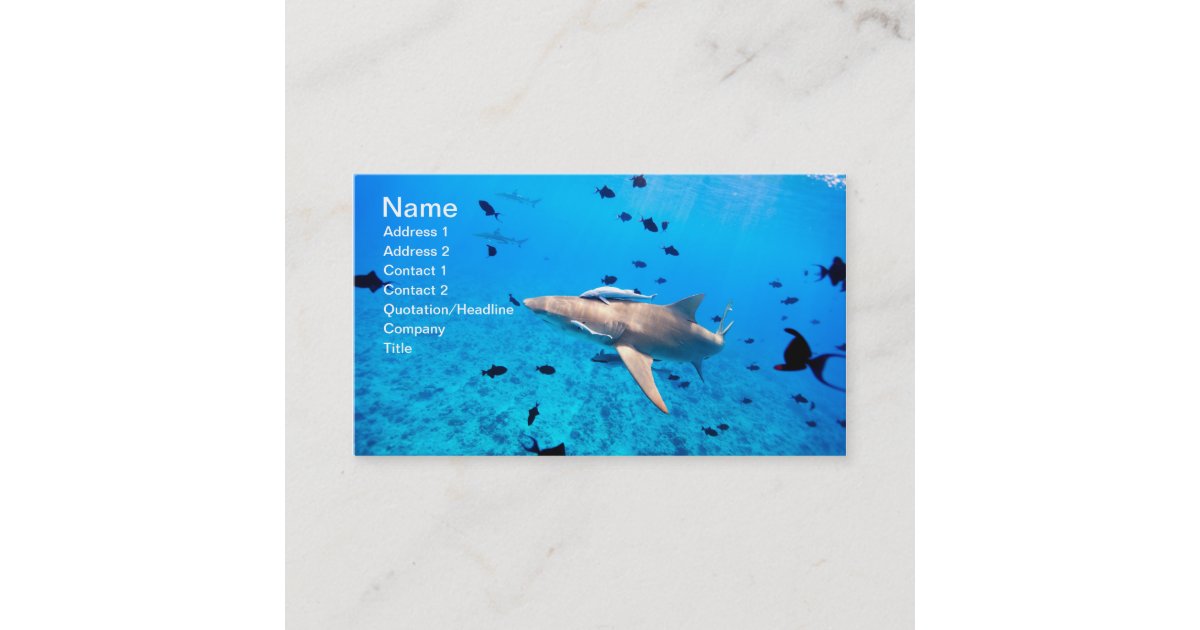 Shark Business Card | Zazzle