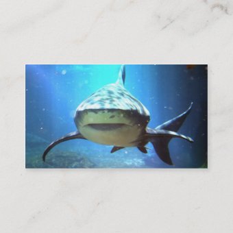 Shark Business Card | Zazzle