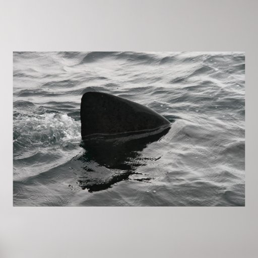 Shark Finning Poster