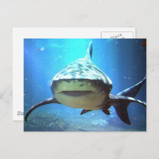 Shark Postcard | Zazzle