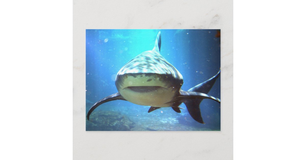 Shark Postcard | Zazzle