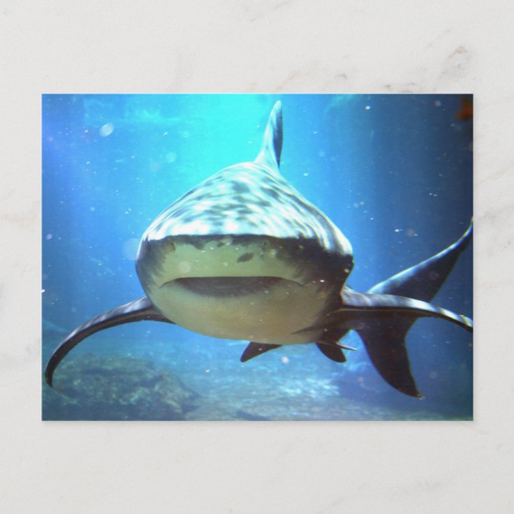Shark Postcard | Zazzle