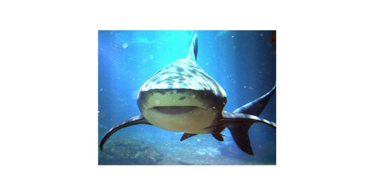 Shark Postcard | Zazzle.com