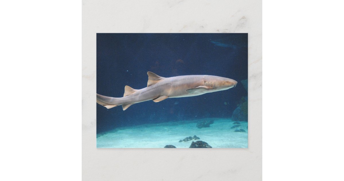 Shark Postcard | Zazzle
