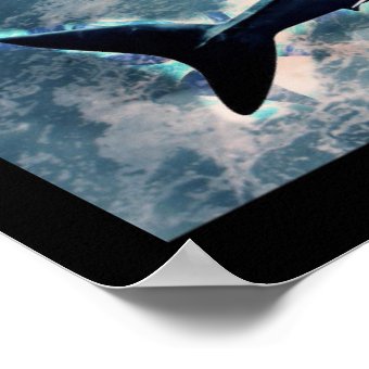 Shark Poster | Zazzle