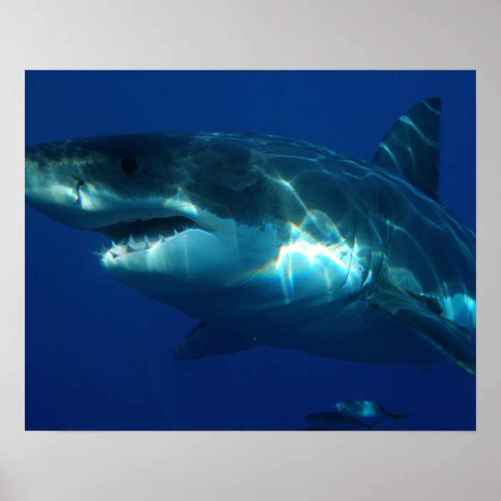 Shark Poster | Zazzle.com