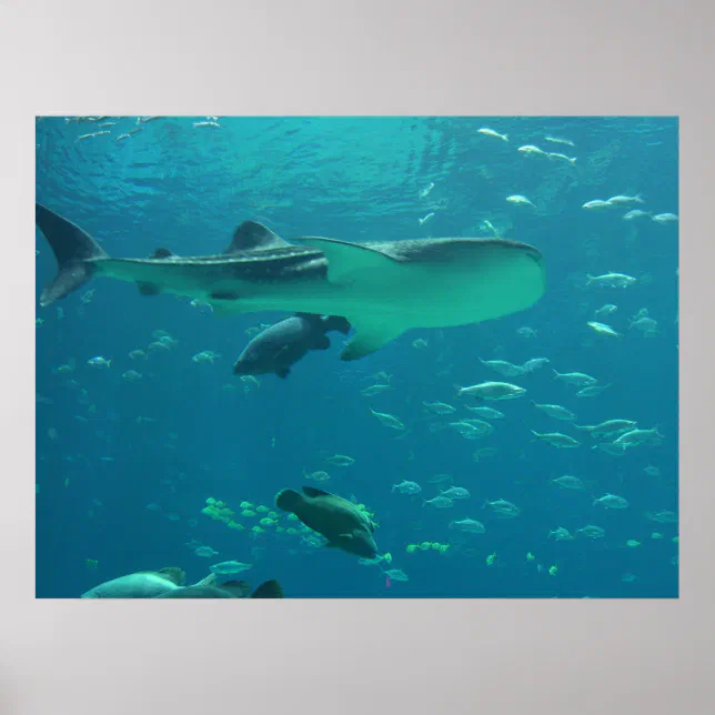 Shark Reef Poster | Zazzle
