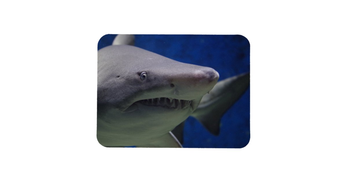 Shark Stare, Shark Swimming, Face Close-up Magnet | Zazzle