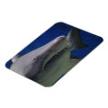 Shark Stare, Shark Swimming, Face Close-up Magnet | Zazzle
