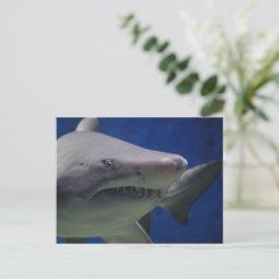 Shark Stare, Shark Swimming, Face Closeup Postcard | Zazzle