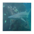 Shark Tile | Zazzle