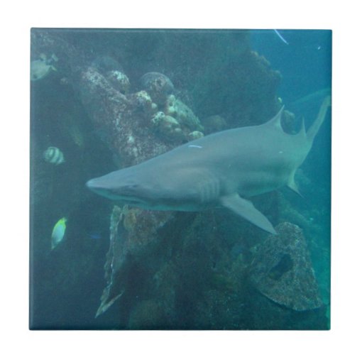 Shark Tile | Zazzle